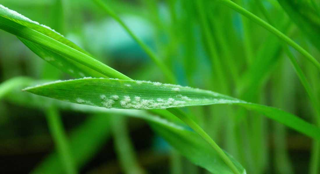 Plant Defence Genetics – Institut for Plante- og Miljøvidenskab ...